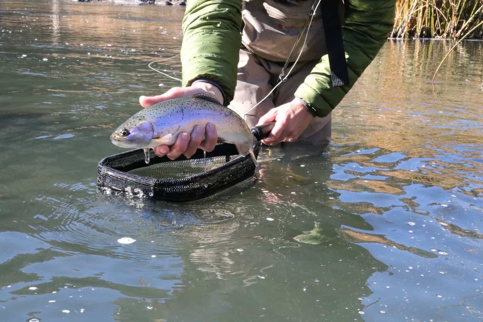 What flies to use for trout in Washington?