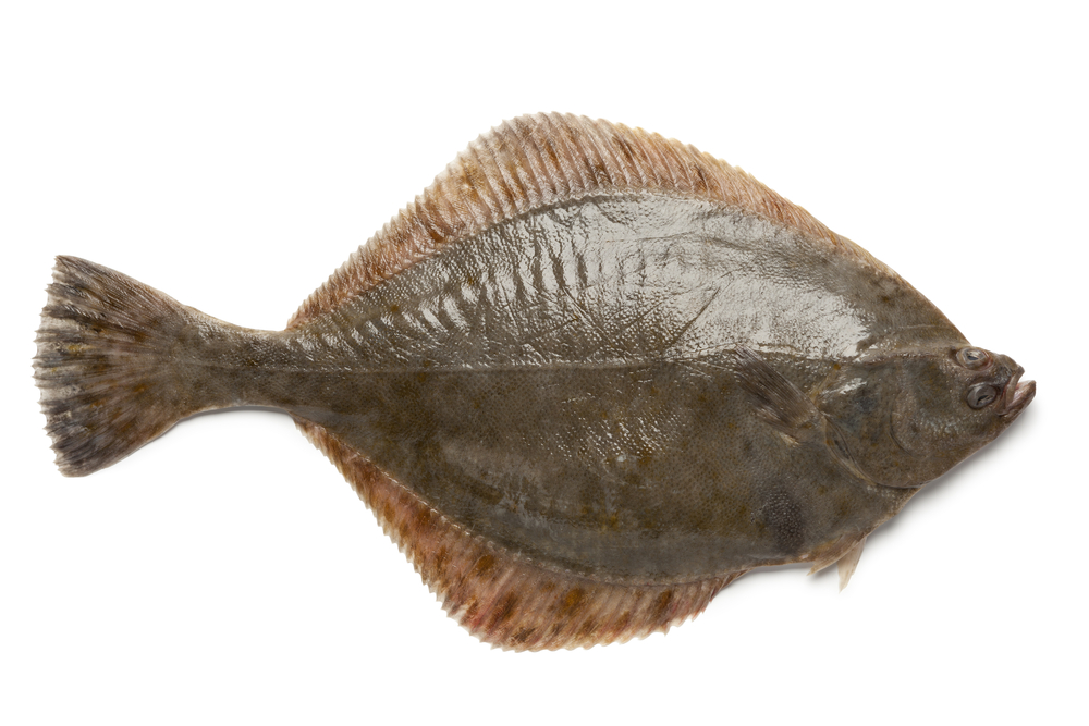 What flounders mean?
