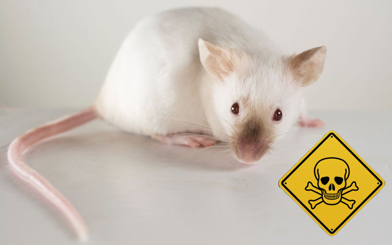What food is toxic to mice?