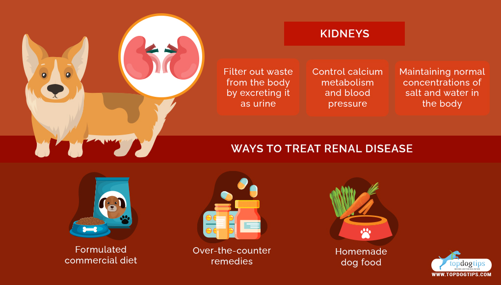 What foods are good for dogs with kidney disease?
