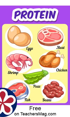What foods are in protein group?