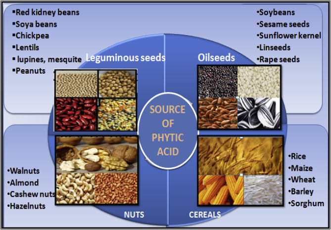 What foods have the highest phytase levels?