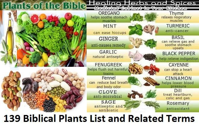 What foods were mentioned in the Bible?