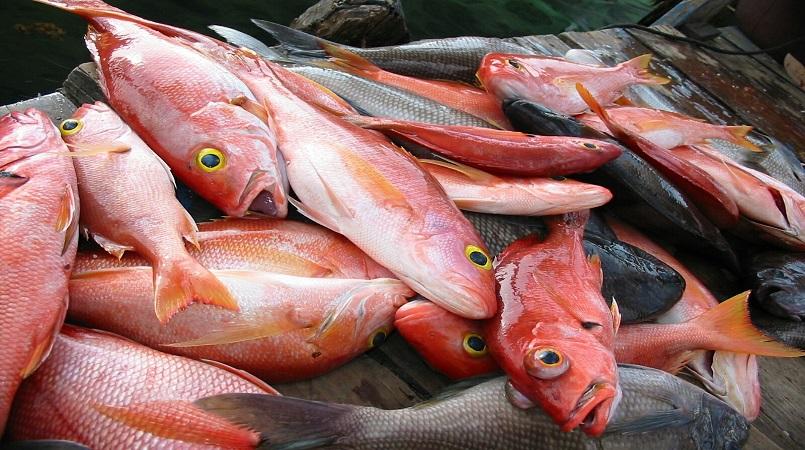 What freshwater fish are in Jamaica?