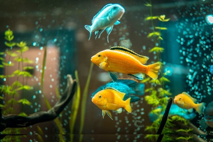 What freshwater fish is best?