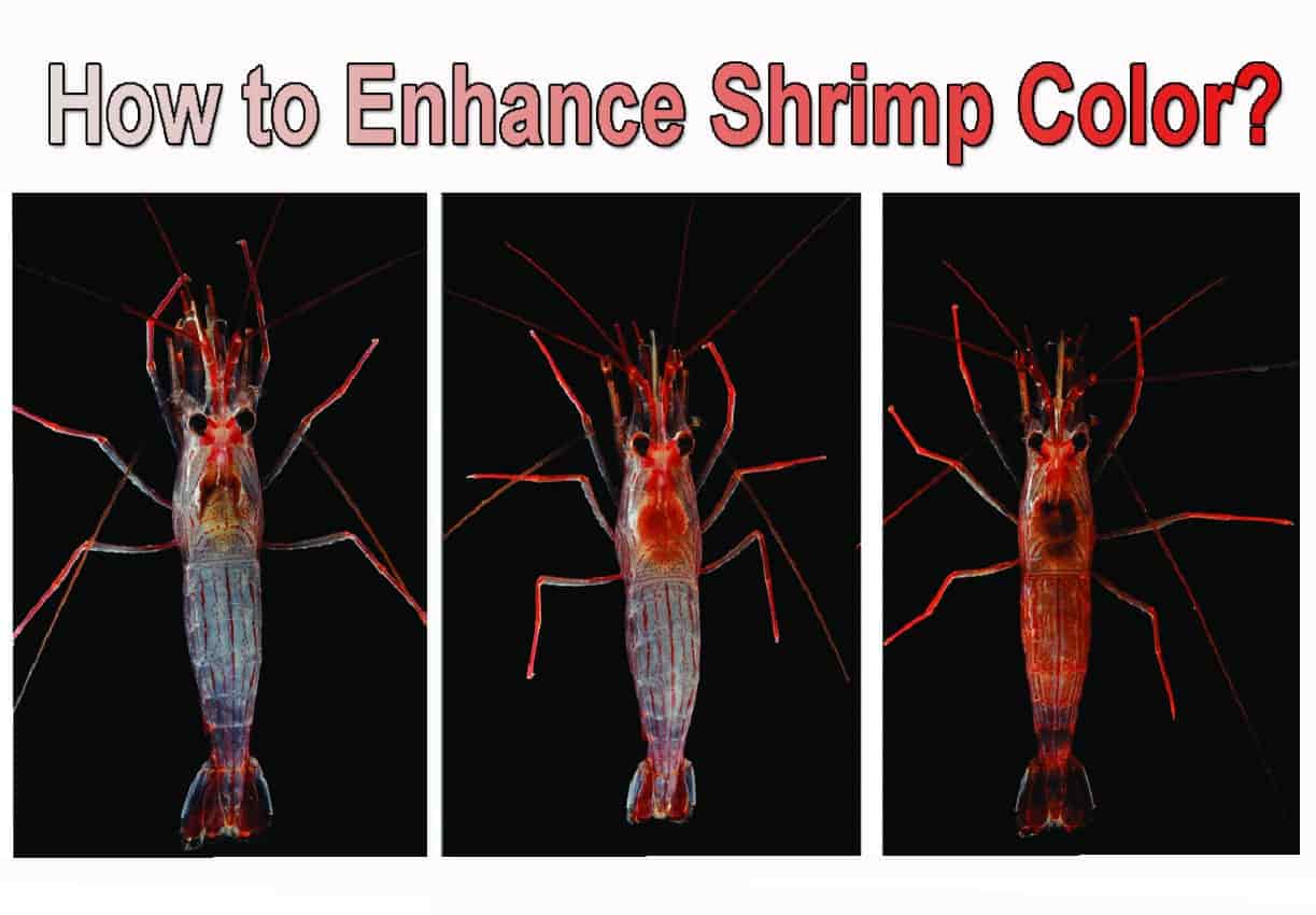 What gives shrimp their color?