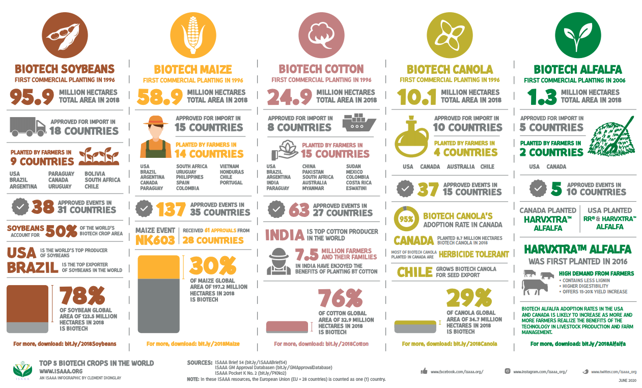 What GMOs are commonly found in the world today?