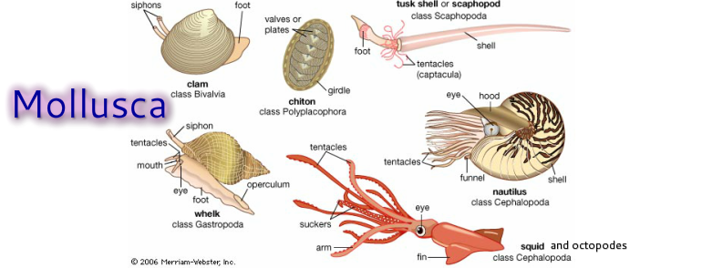 What group do clams and snails belong?