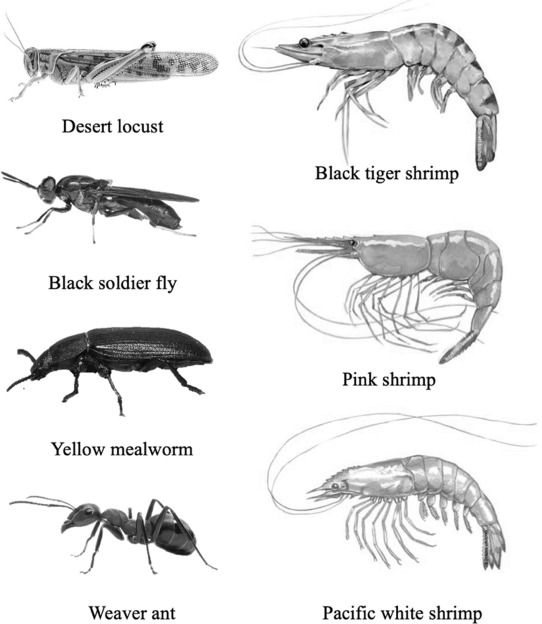 What group of arthropods do shrimp belong to?