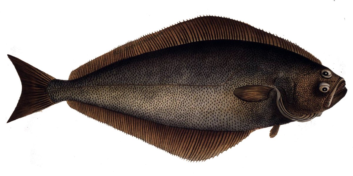 What habitat do halibut live in?