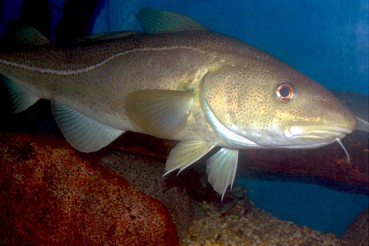 What happened to Atlantic cod in New England?