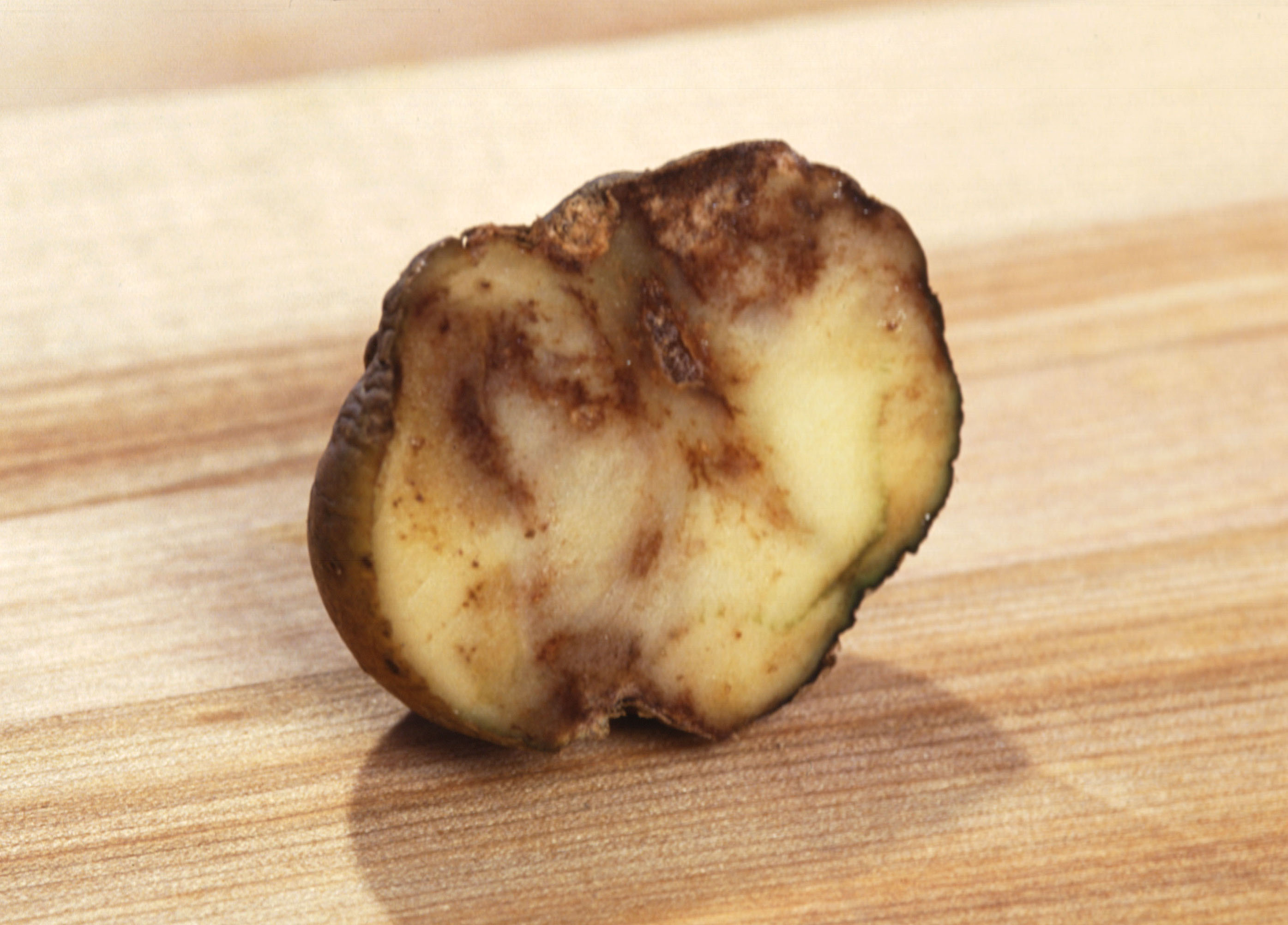 What happened to the potato in 1845?