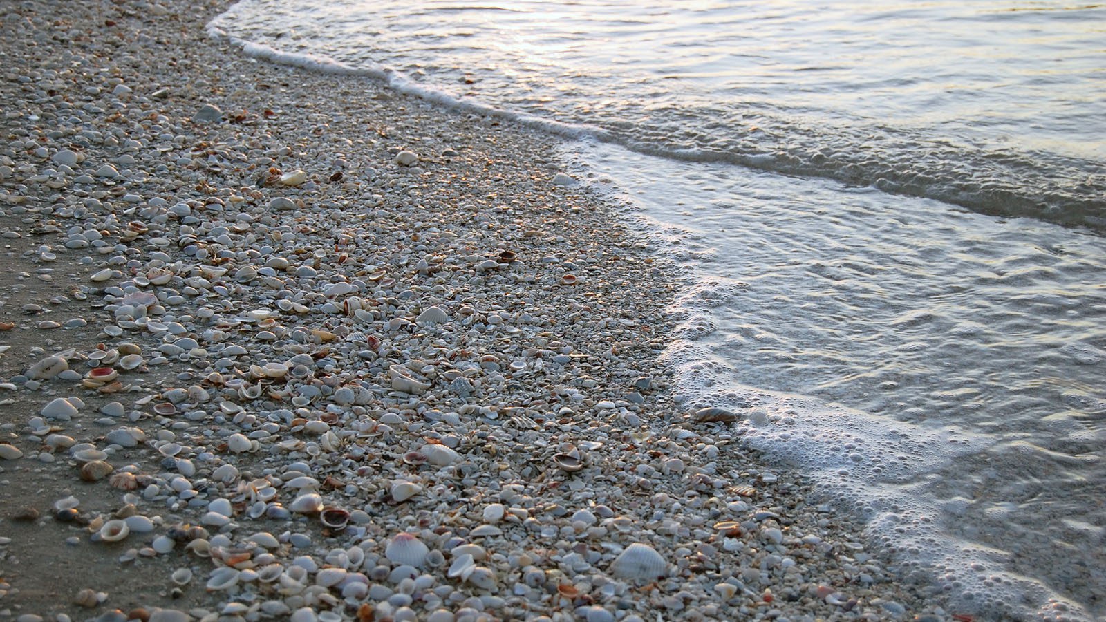 What happened to the sea shells we find at the beach?