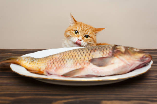 What happens if a cat eats fish?