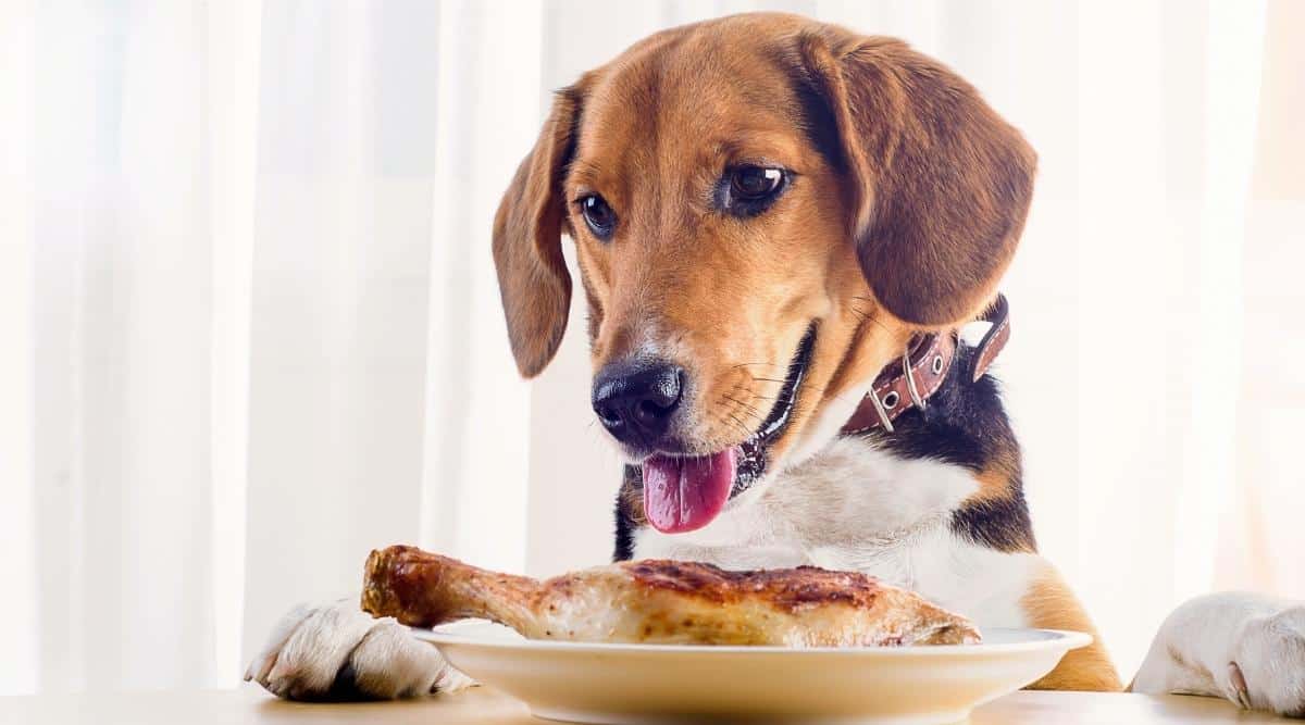 What happens if a dog eats a chicken bone but seems fine?