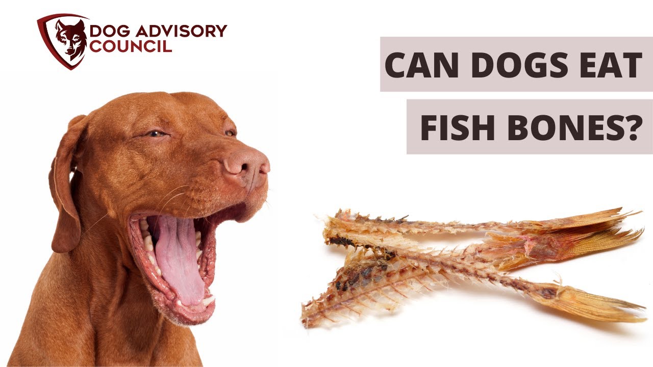 What happens if a dog eats a salmon bone?