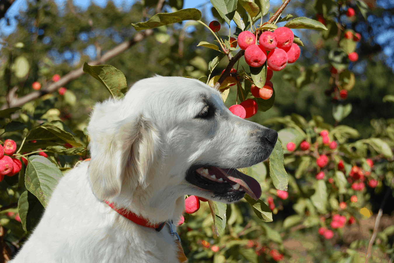 What happens if a dog eats crab apples?