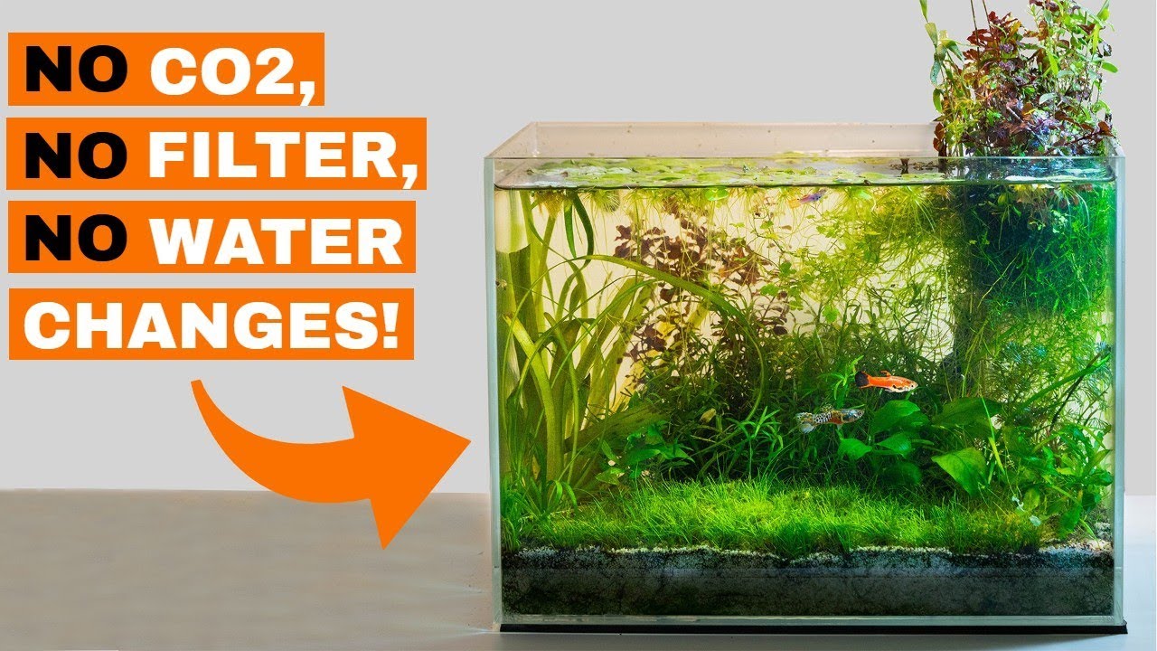 What happens if a fish tank does not have a filter?