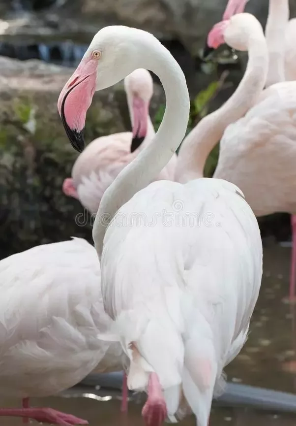 What happens if a flamingo doesn't eat shrimp?