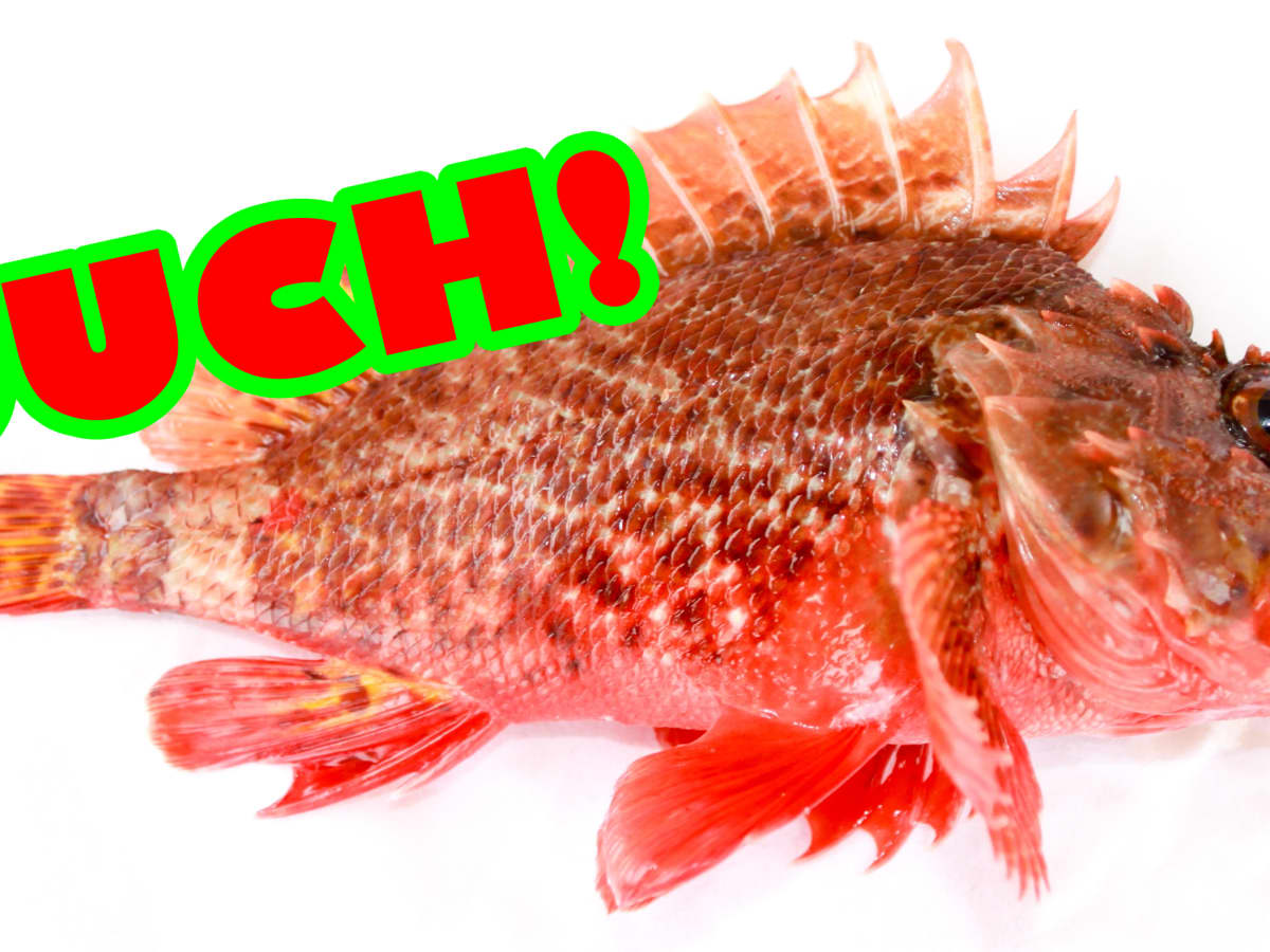 What happens if a scorpion fish sting you?