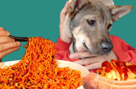 What happens if dogs eat seasoned food?