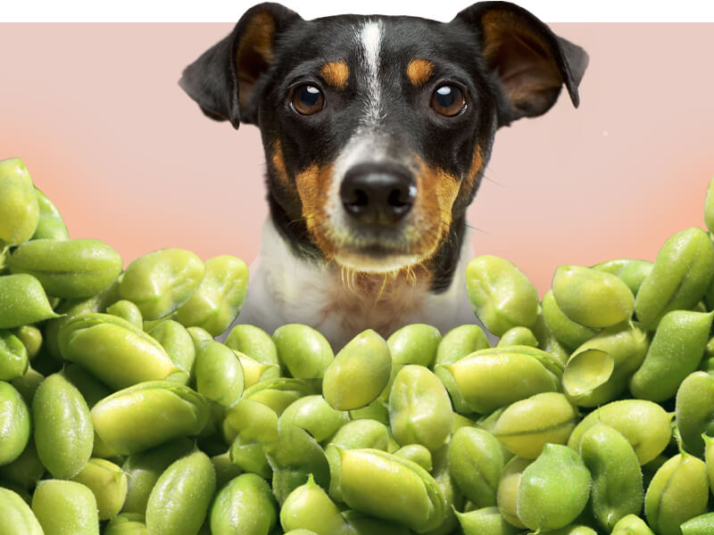 What happens if dogs eat soybeans?