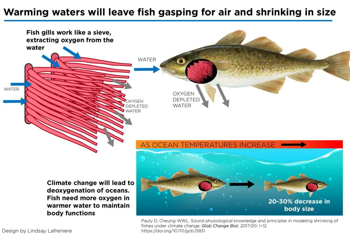 What happens if fish decrease?