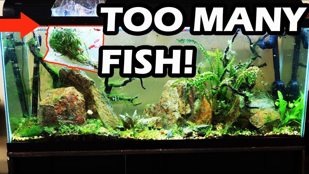 What happens if fish tank is overstocked?