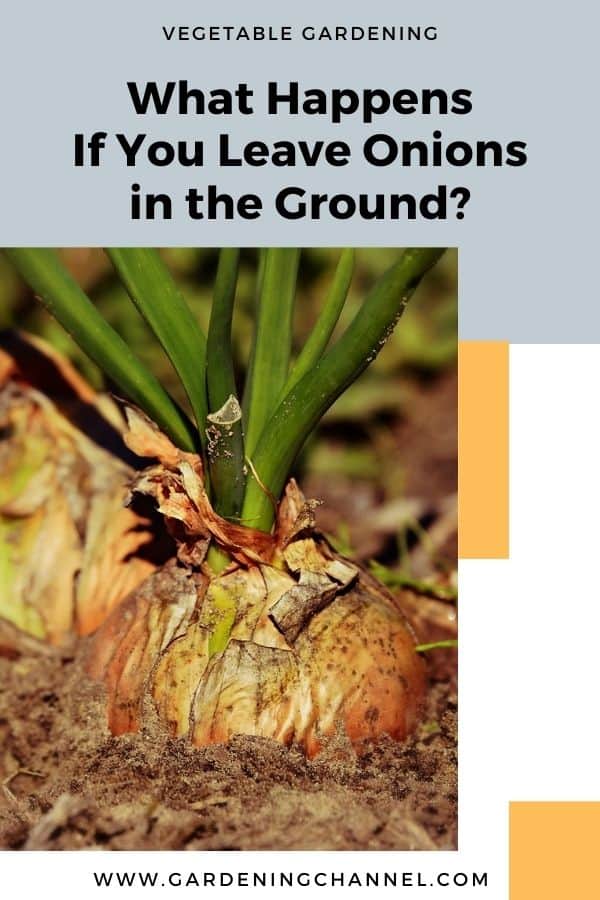 What happens if onions are left in the ground?