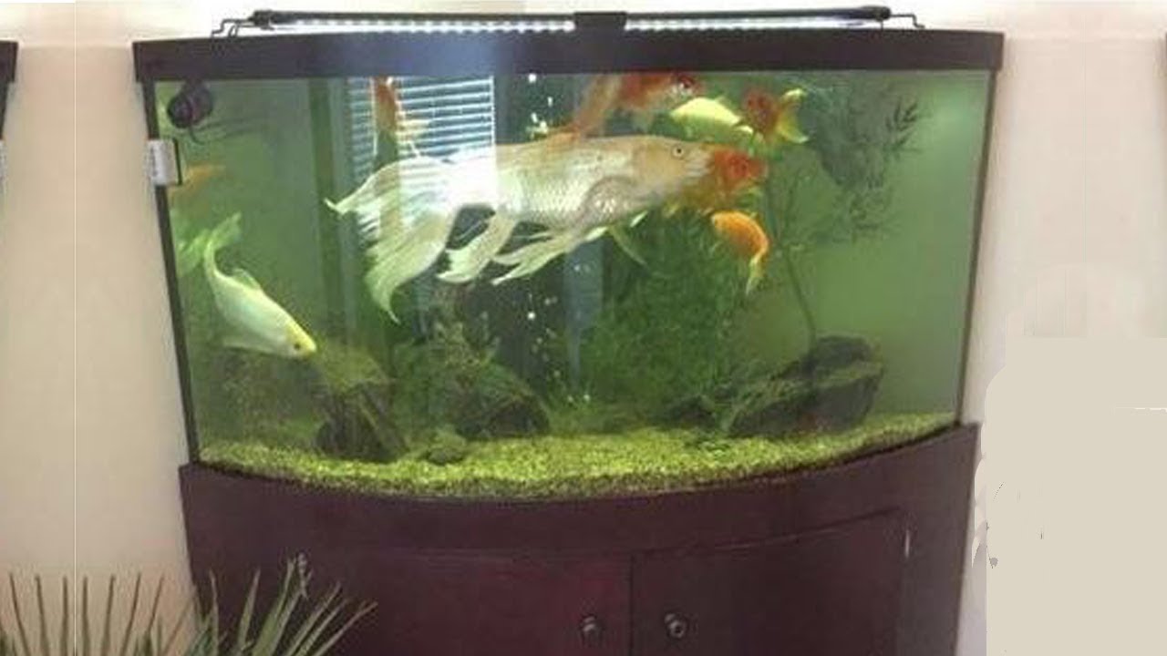 What happens if tank is too small for fish?
