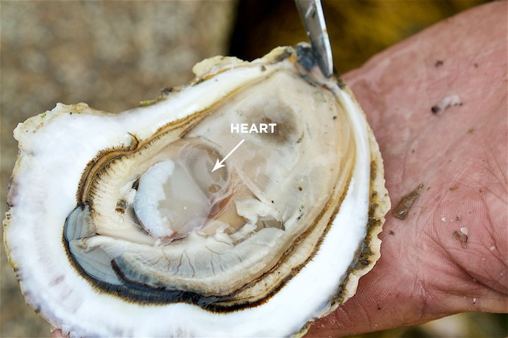 What happens if you eat an open oyster?