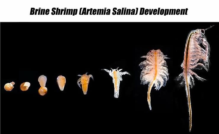 What happens if you eat brine shrimp eggs?