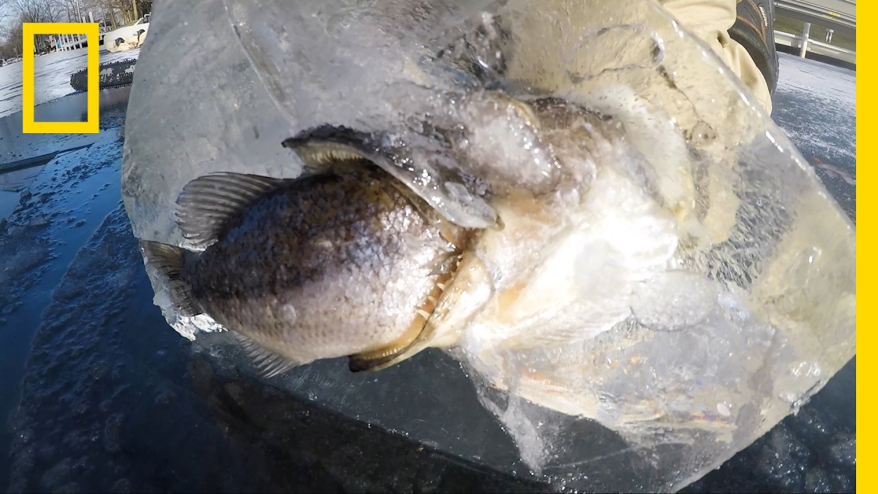 What happens if you eat fish that has been frozen?
