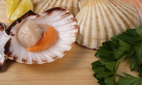 What happens if you eat raw scallop?