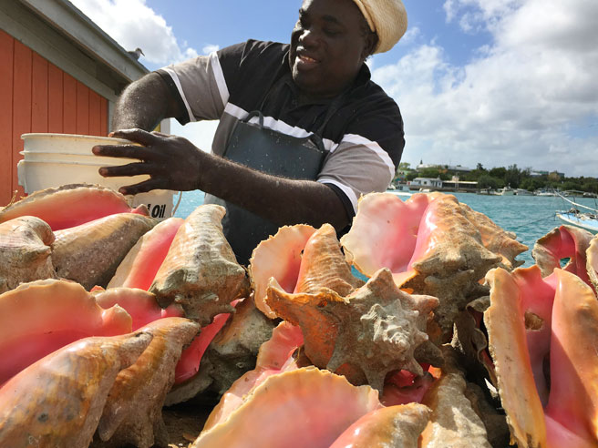 What happens if you eat too much conch?