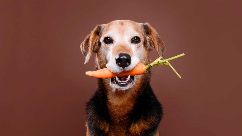 What happens if you feed a dog a vegan diet?