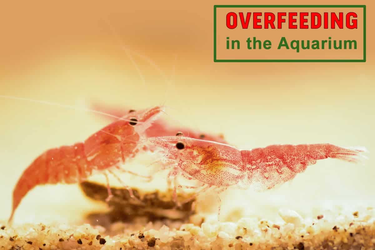 What happens if you feed your shrimp too much?