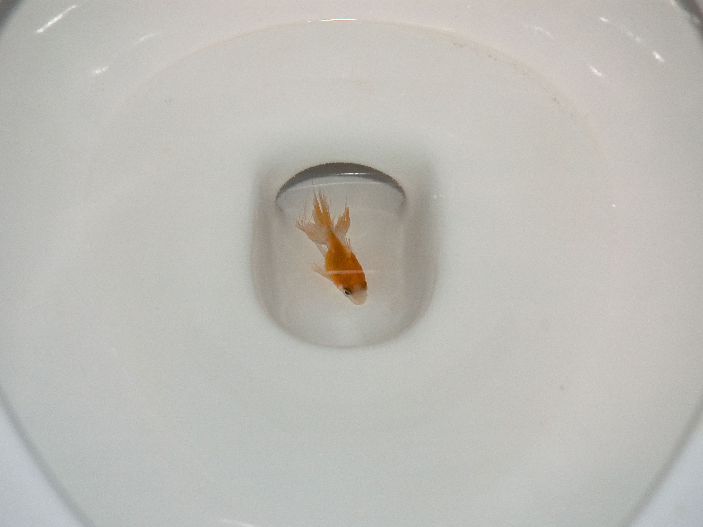 What happens if you flush fish down the toilet?