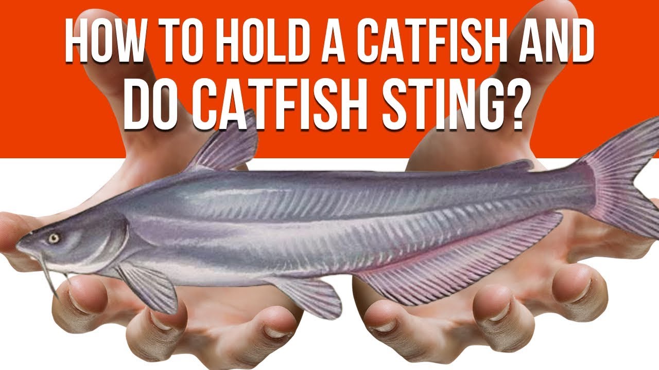 What happens if you get stung by a catfish?