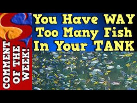 What happens if you have too many fish in a tank?