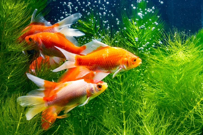 What happens if you keep a fish in a small tank?