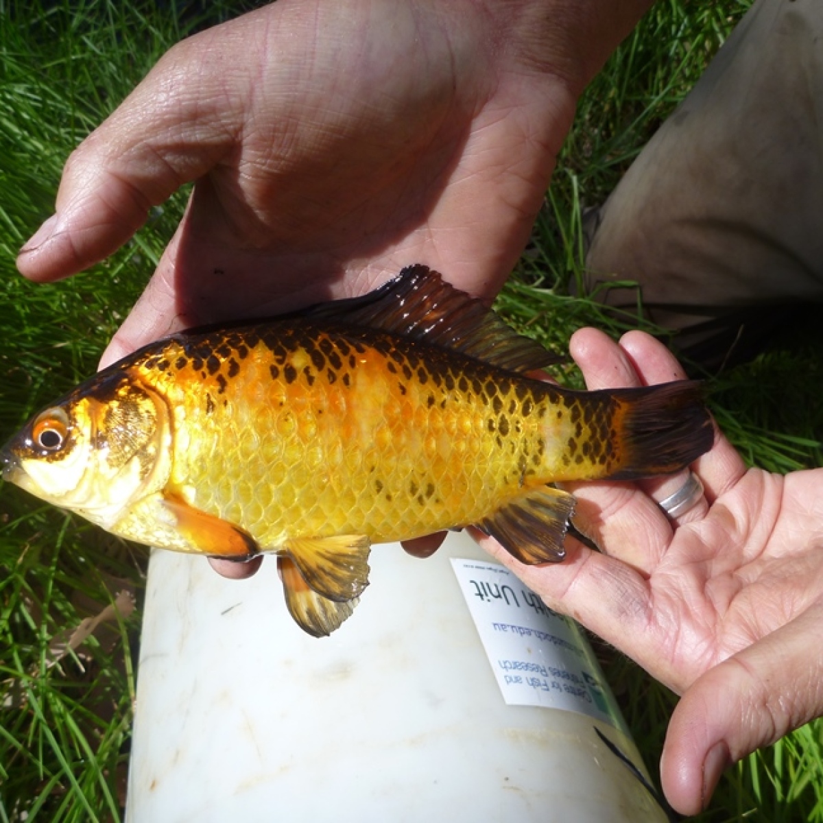 What happens if you put a goldfish in saltwater?