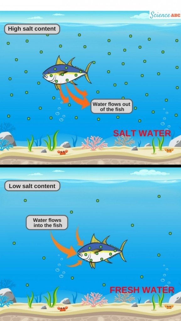 What happens if you put a saltwater fish in freshwater?