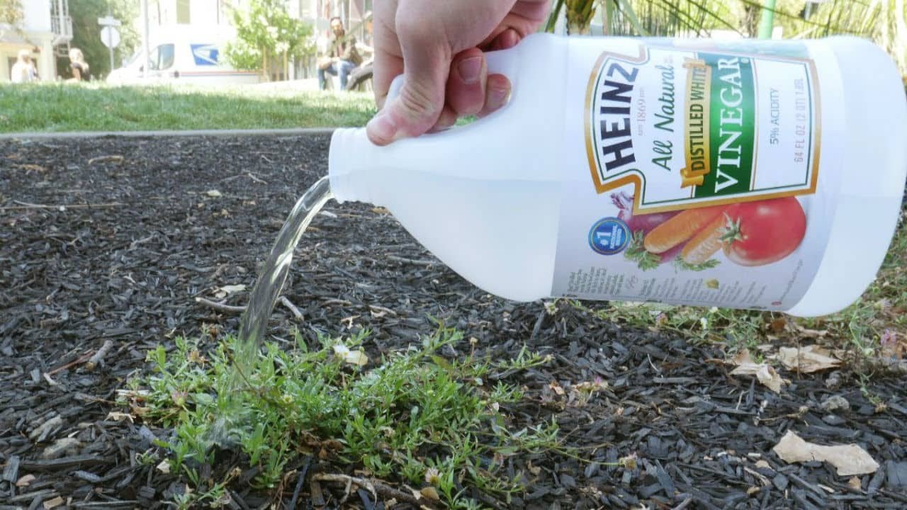 What happens if you put vinegar on a plant?