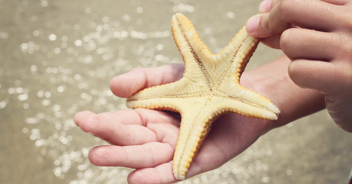 What happens if you take a starfish out of water?