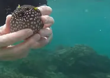 What happens if you touch a puffer fish?