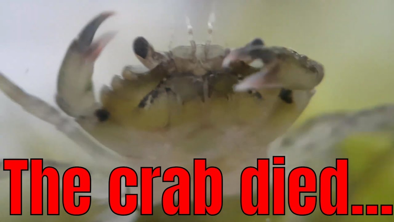 What happens to a crab when it dies?