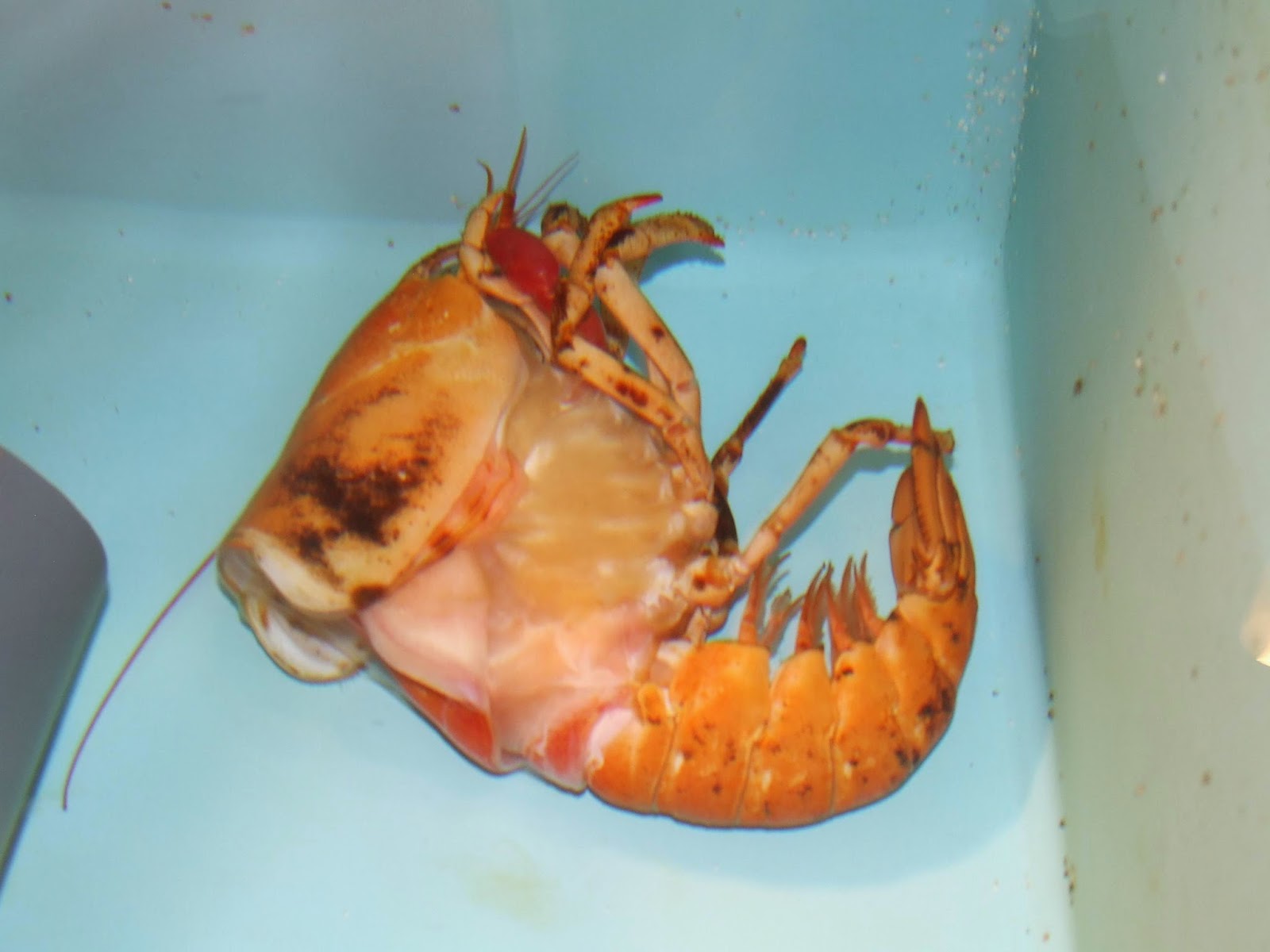 What happens to a lobster's body when it molt?
