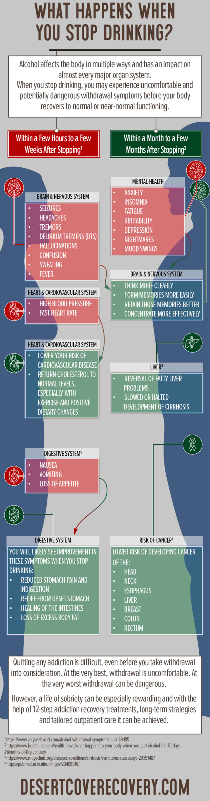 What happens to body when you stop drinking beer?