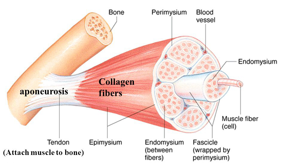 What happens to collagen in meat?